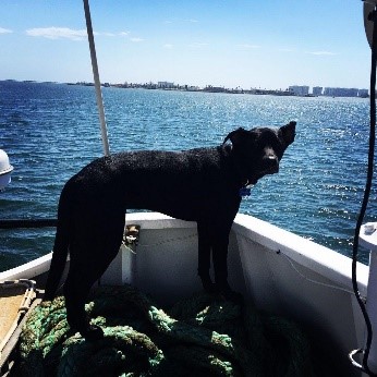Nautical Creatures - Pacific Maritime Group, Inc